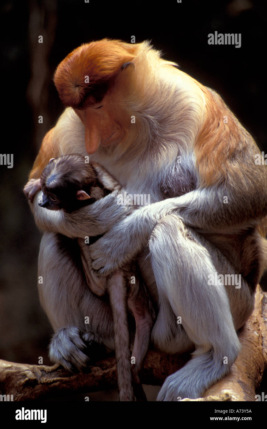 Southeast Asia, Proboscis monkey, mother and baby, primate Stock Photo ...