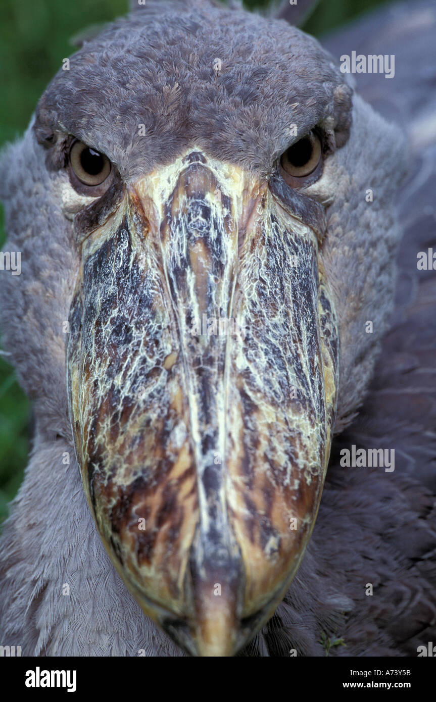 Shoebill Face High Resolution Stock Photography and Images - Alamy