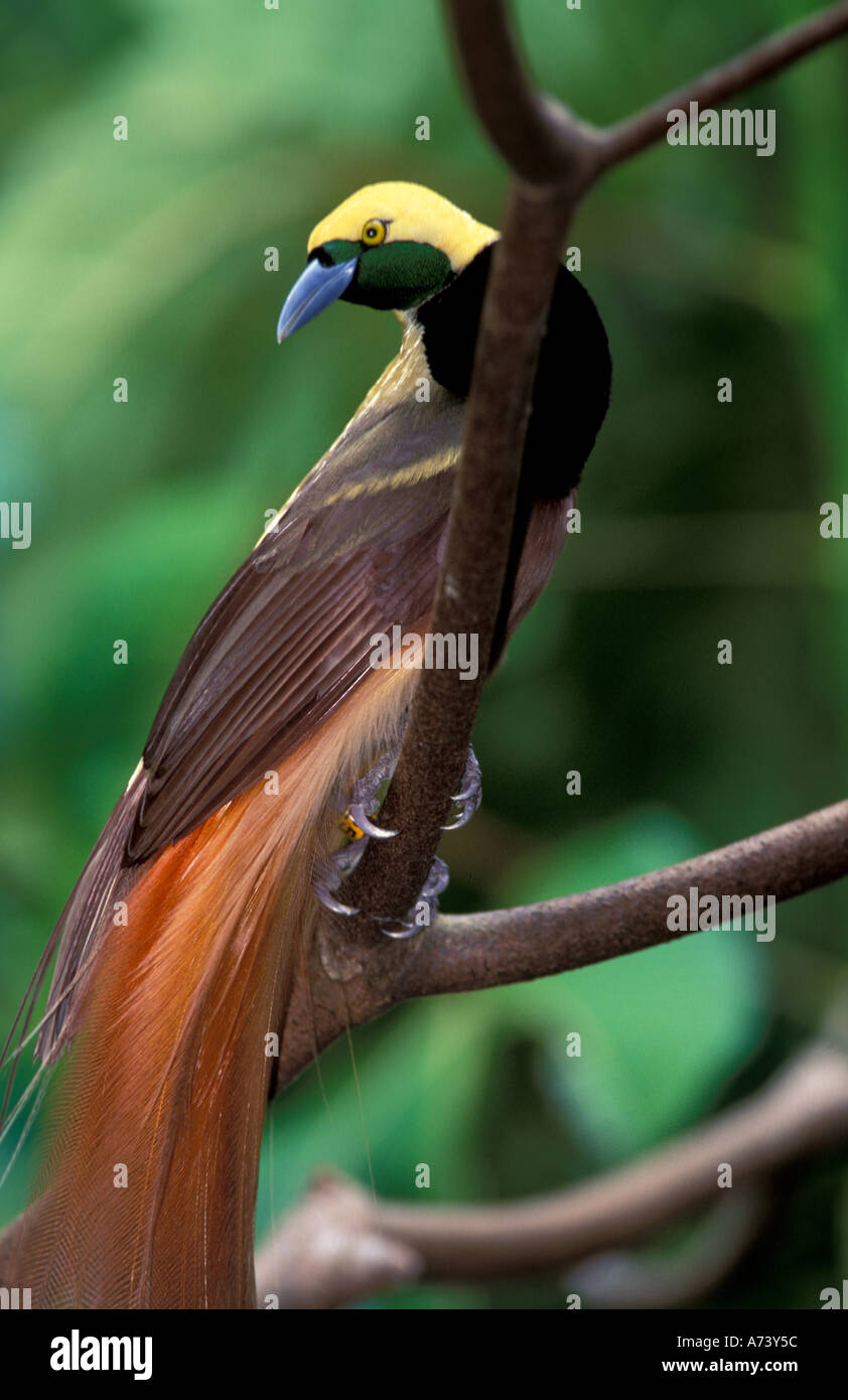Bird of paradise (Greater (Paradisaea apoda Stock Photo - Alamy