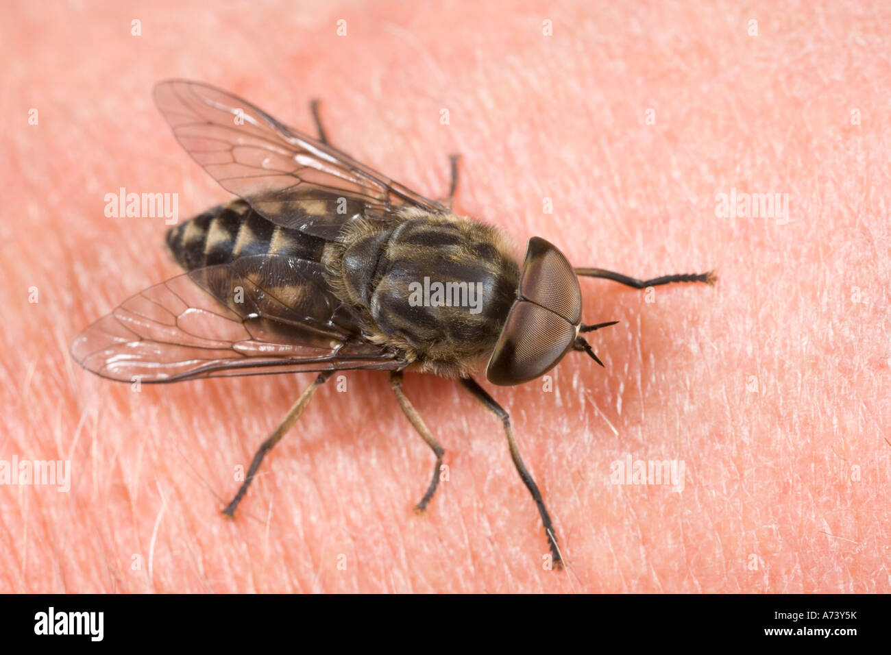 "Horse Fly" on Human Skin UK Stock Photo - Alamy