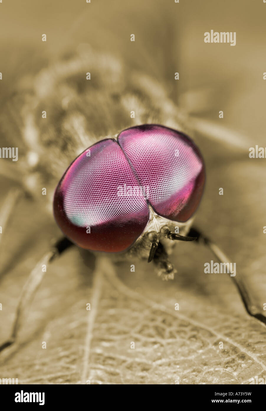 Close up of the Compound Eyes of a "Horse Fly Stock Photo - Alamy