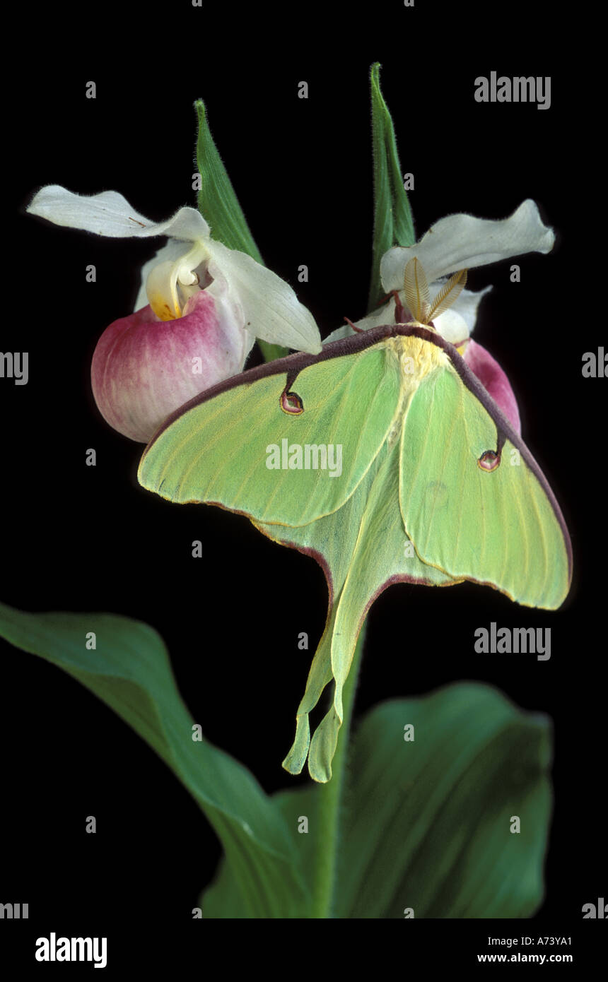 Michigan, Wilderness State Park. Luna moths on Showy Lady Slipper ...