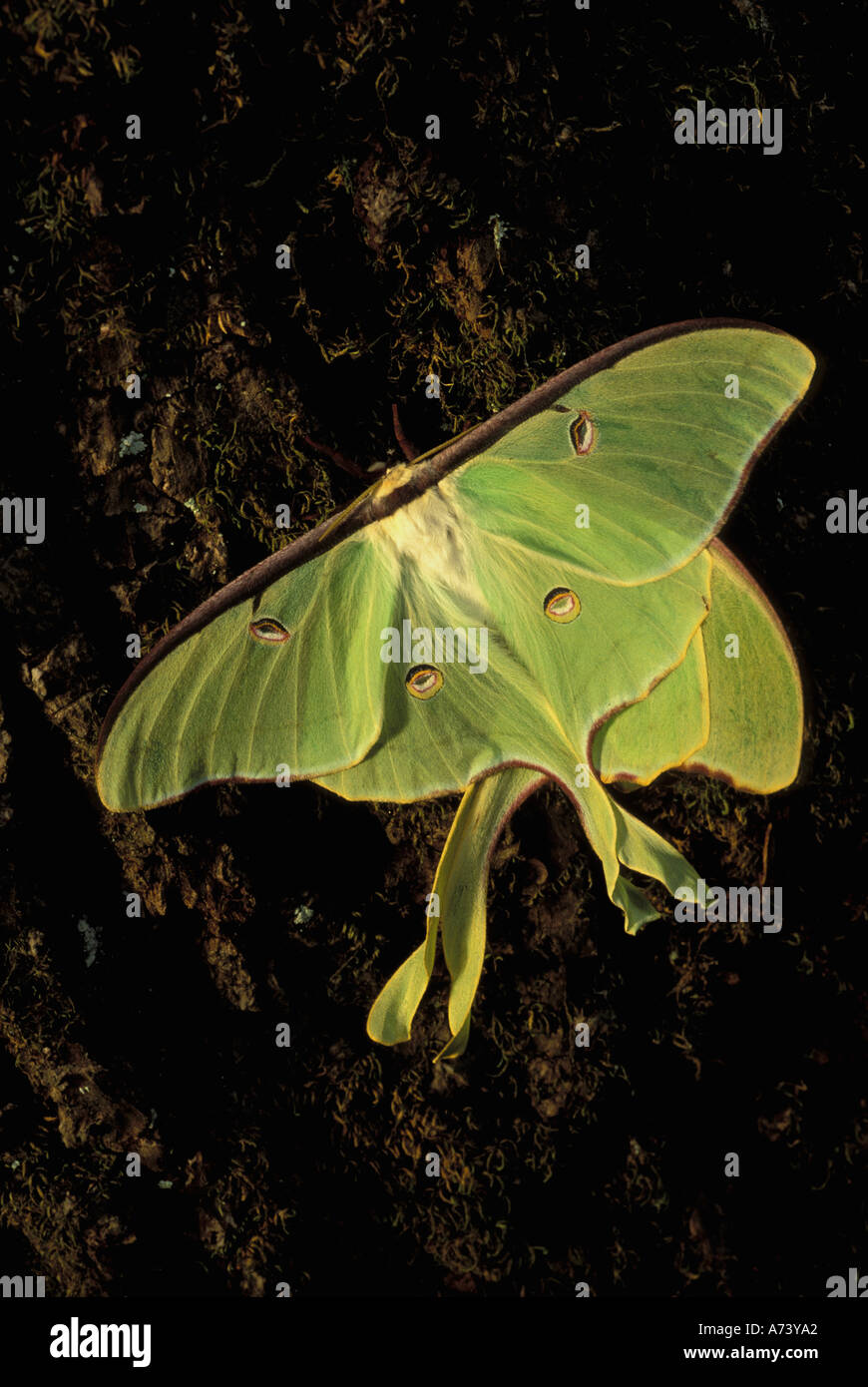 Luna moths mating hi-res stock photography and images - Alamy