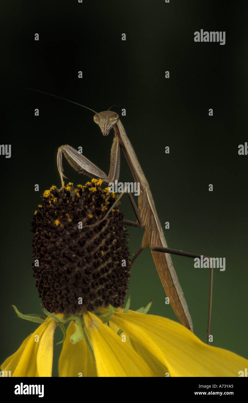 Michigan, Rochester. Praying Mantis on Gray-headed Cone Flower (Mantis ...