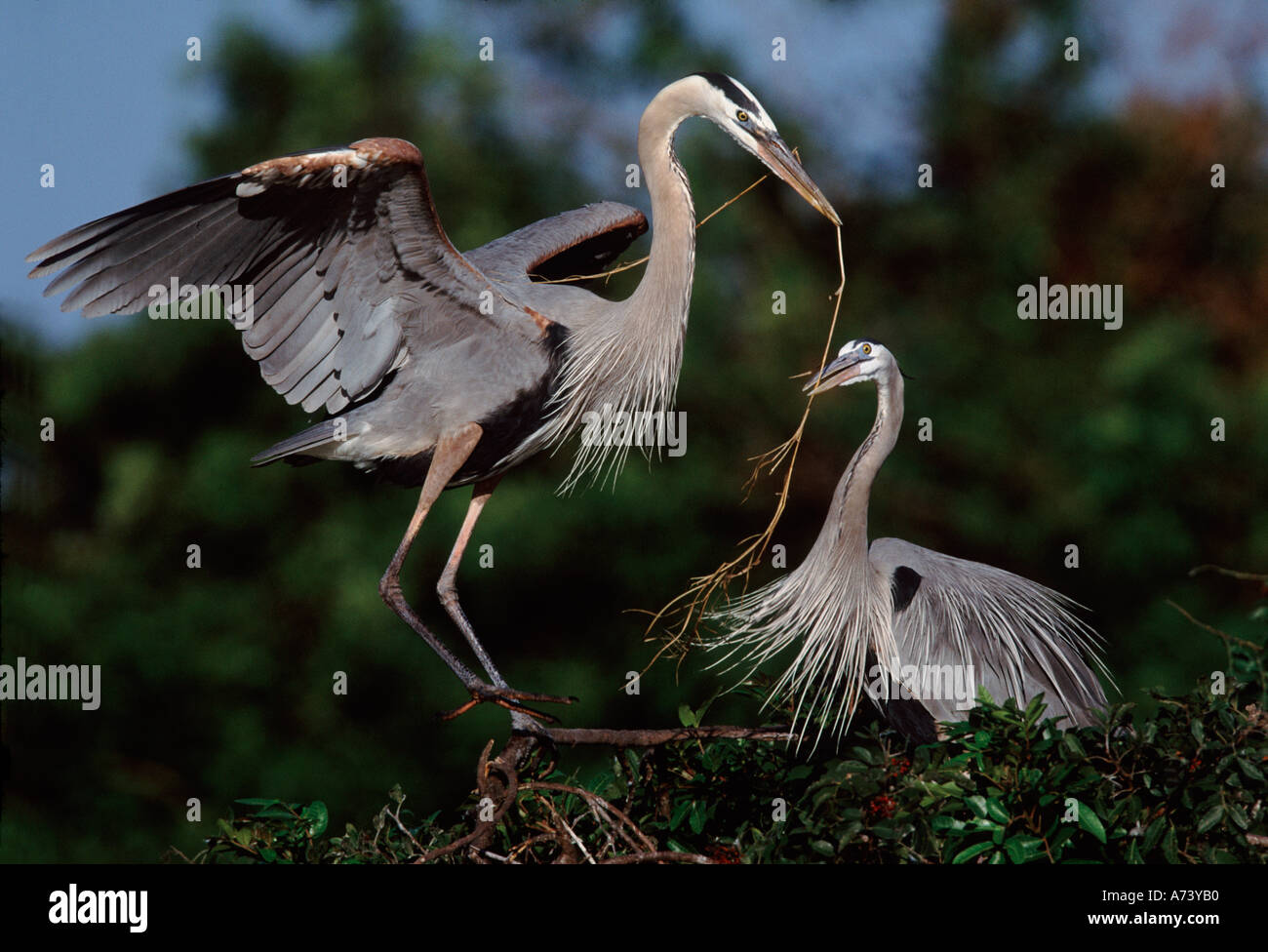 Courtship ritual of mating pair of Great Blue Herons at the heron ...