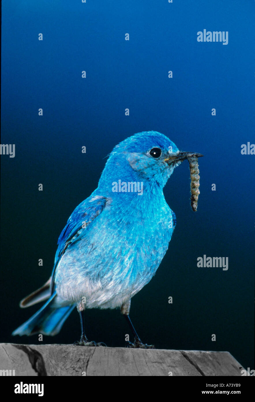 Mountain Bluebird (Sialia currucoides) in Yellowstone National Park ...