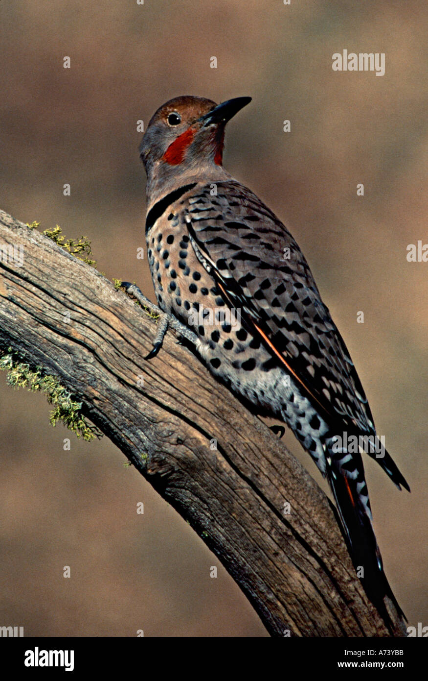 Red-shafted form of the Northern flicker (Colaptes auratus ...