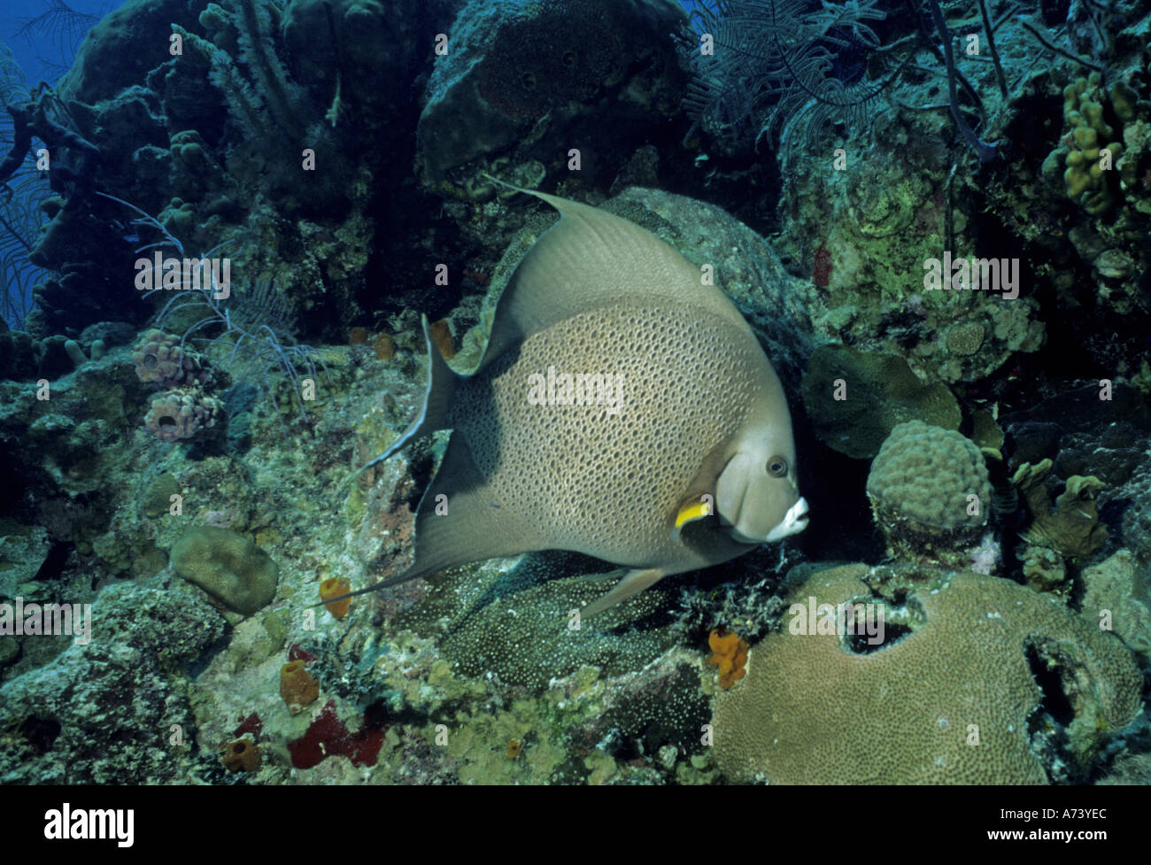 CA, Belize, Angelfish Stock Photo - Alamy