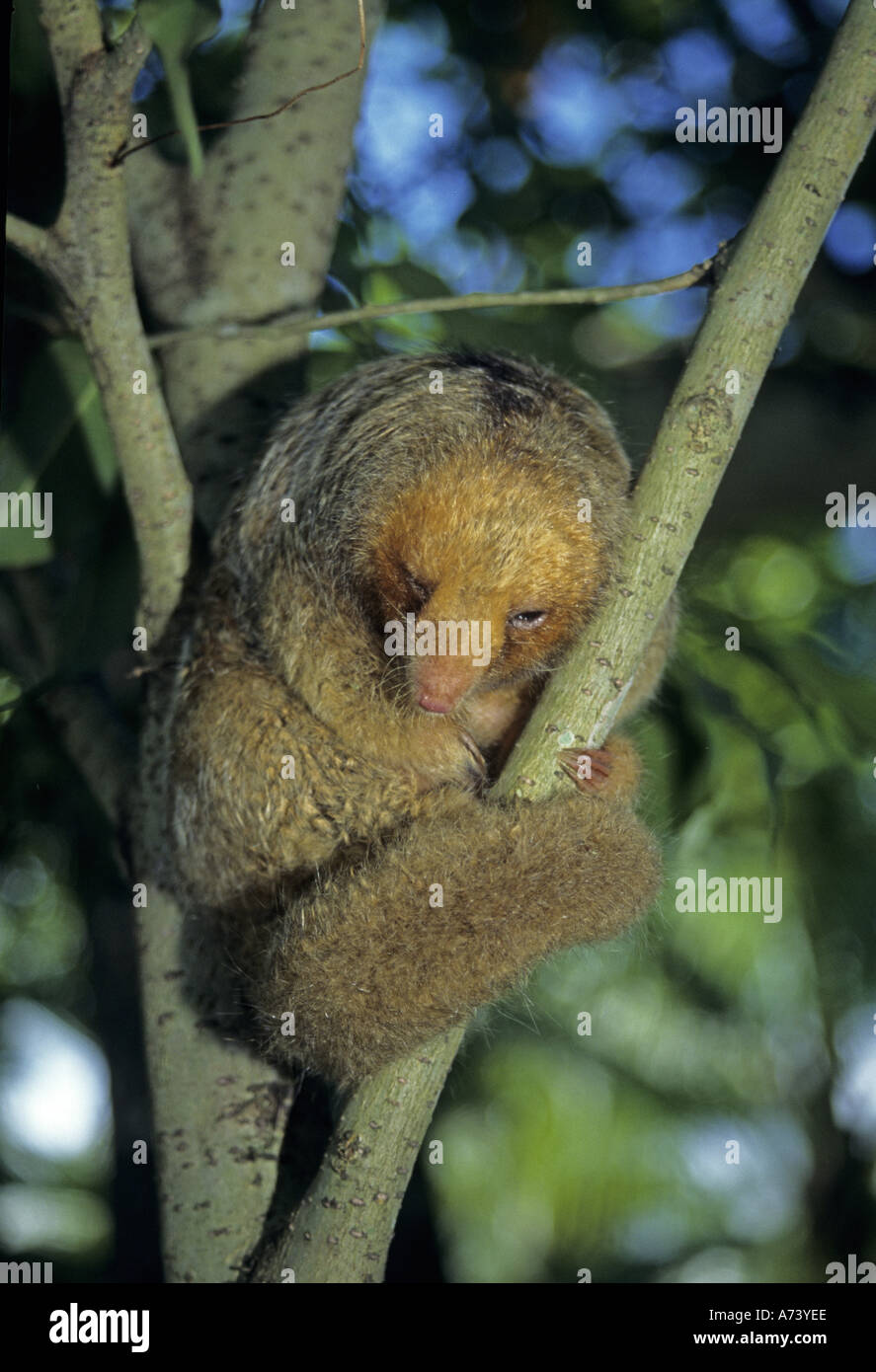 Anteater, Cyclopes Didactylus Stock Photo - Alamy