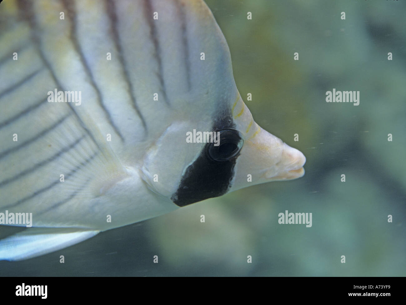 Threadfin Butterflyfish, Chaetodon auriga Stock Photo - Alamy