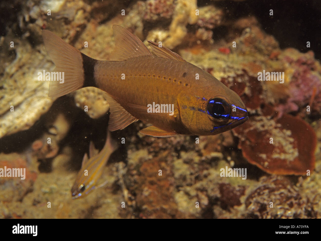 Cardinalfish, Apagon aureus Stock Photo - Alamy