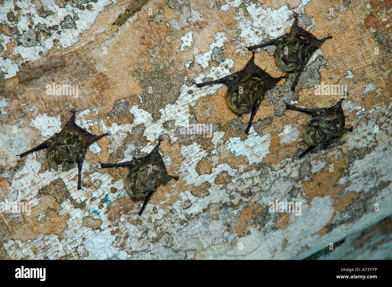 Greater White Lined Bats Hanging on a Tree in Tortuguero National Park ...
