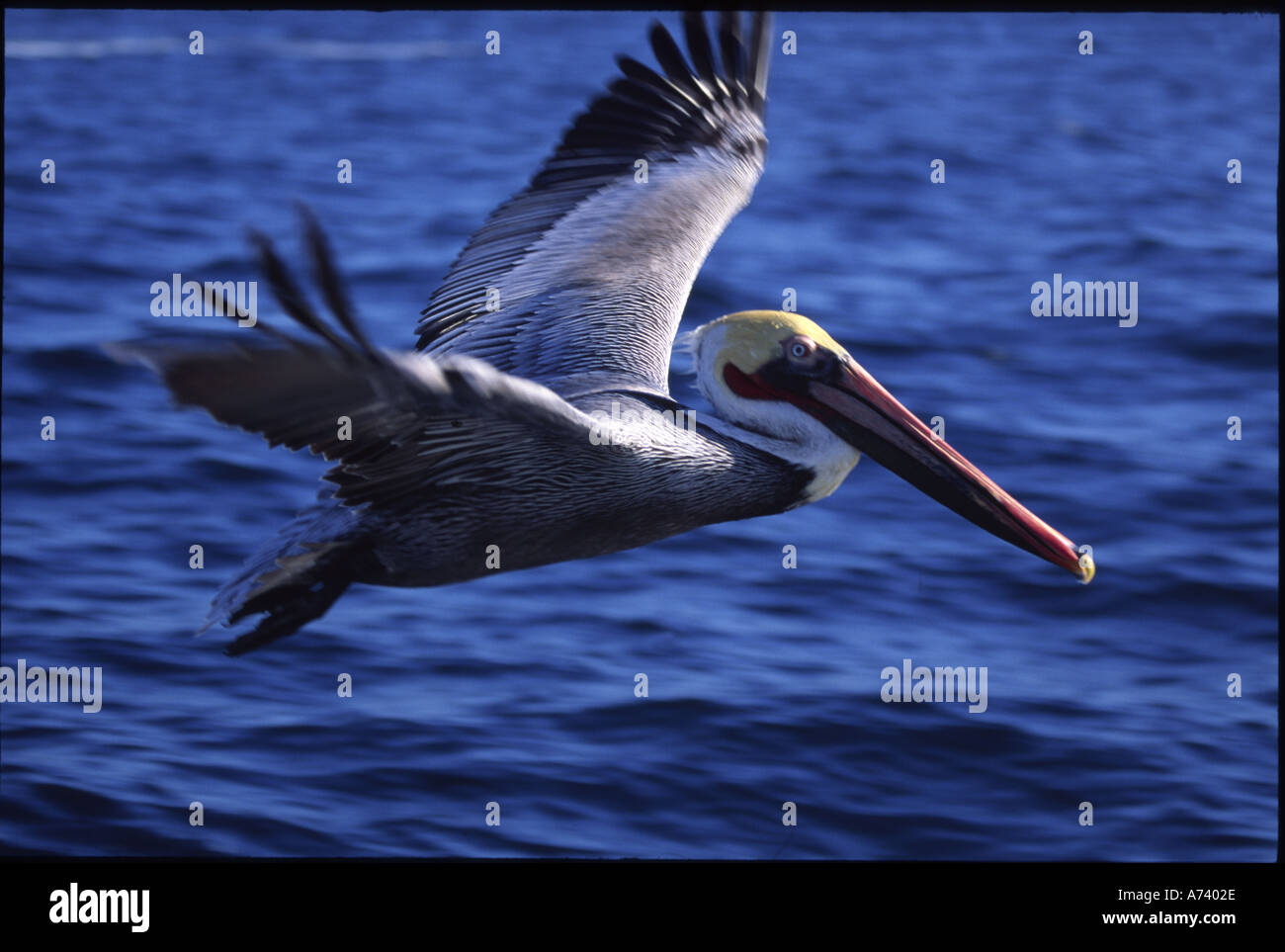 Pelican Cabo San Lucas Baja California Mexico Stock Photo - Alamy