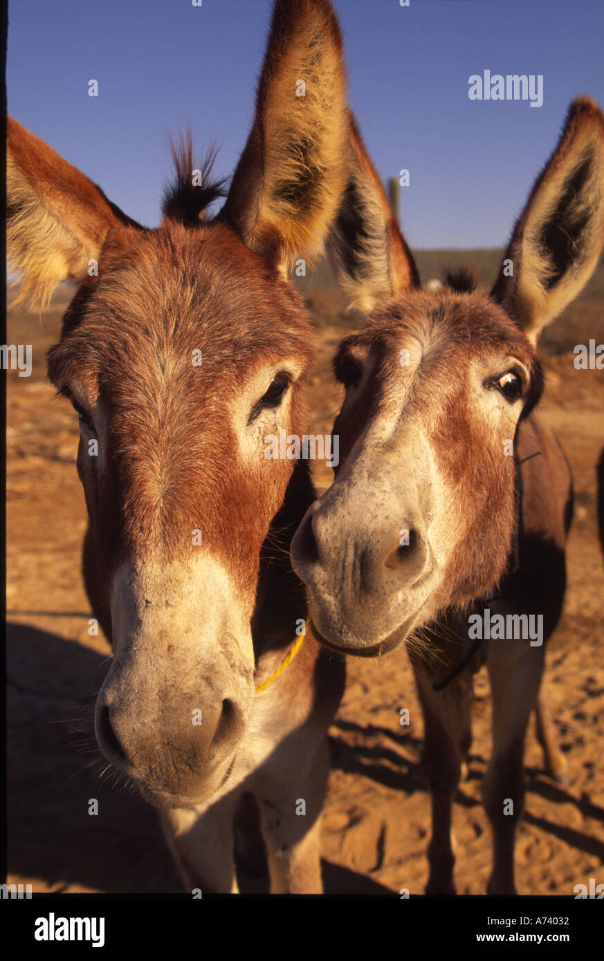 Burros Cabo San Lucas Baja California Mexico Stock Photo - Alamy
