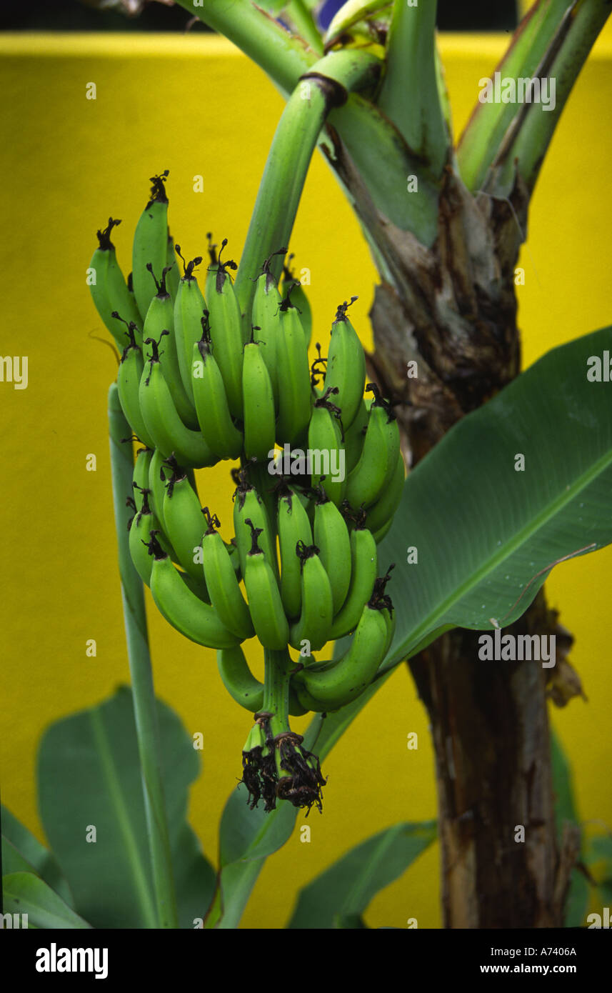 Banana Rarotonga Cook Islands Stock Photo - Alamy
