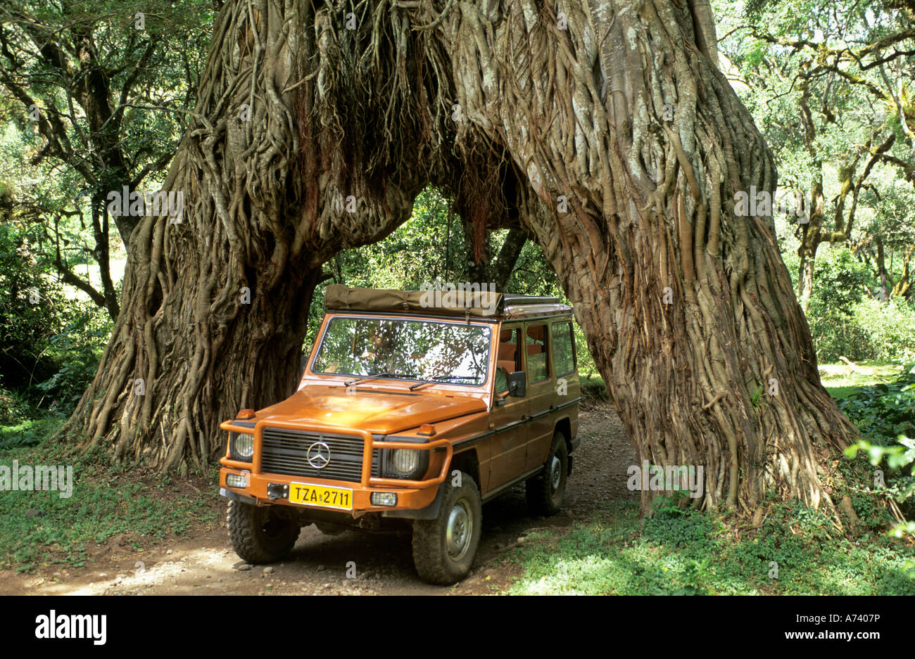 Car driving through tunnel of trees hi-res stock photography and images ...