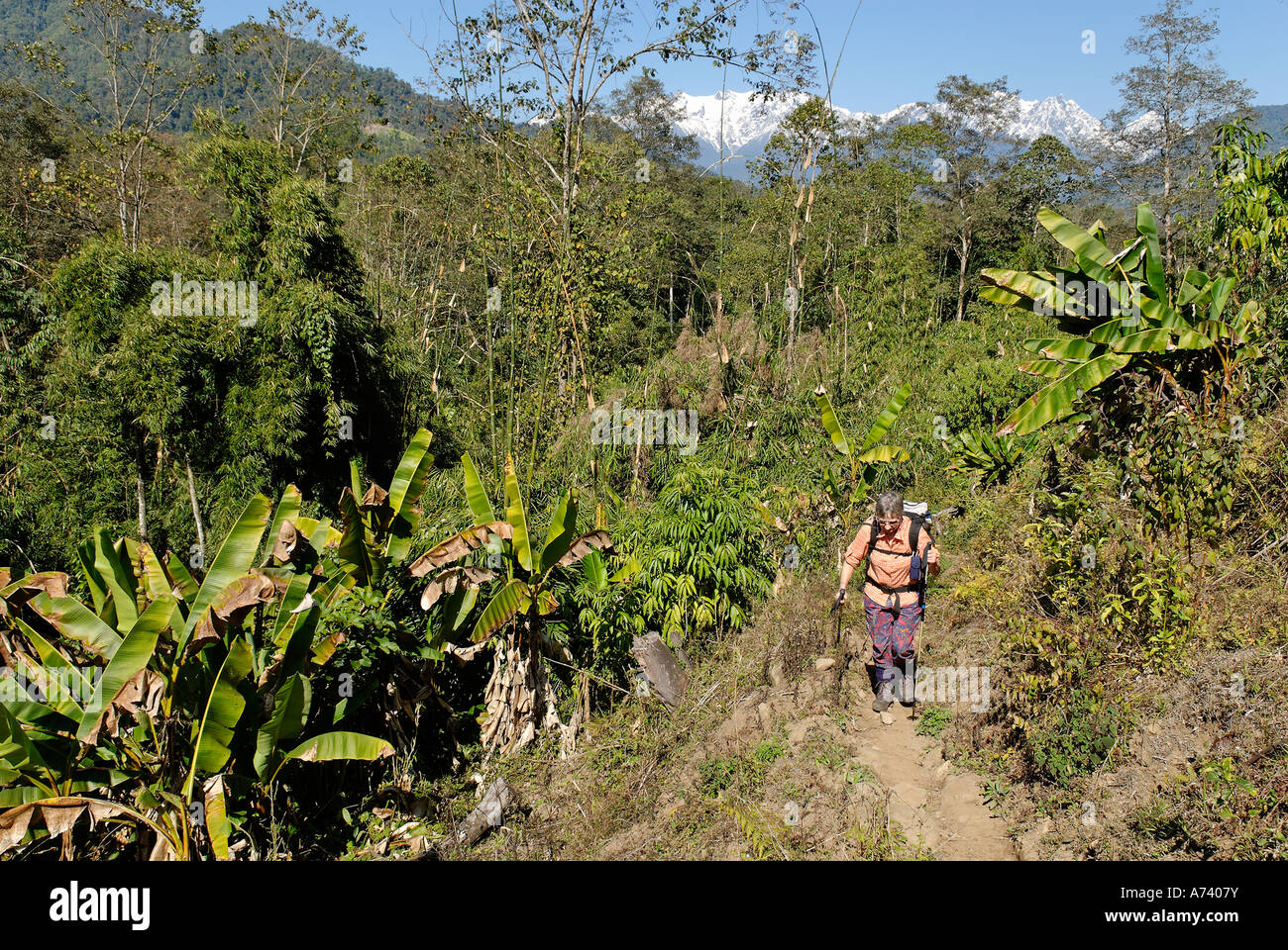 trekking group hiking in Mula Mulah river valley Kachin State Myanmar ...