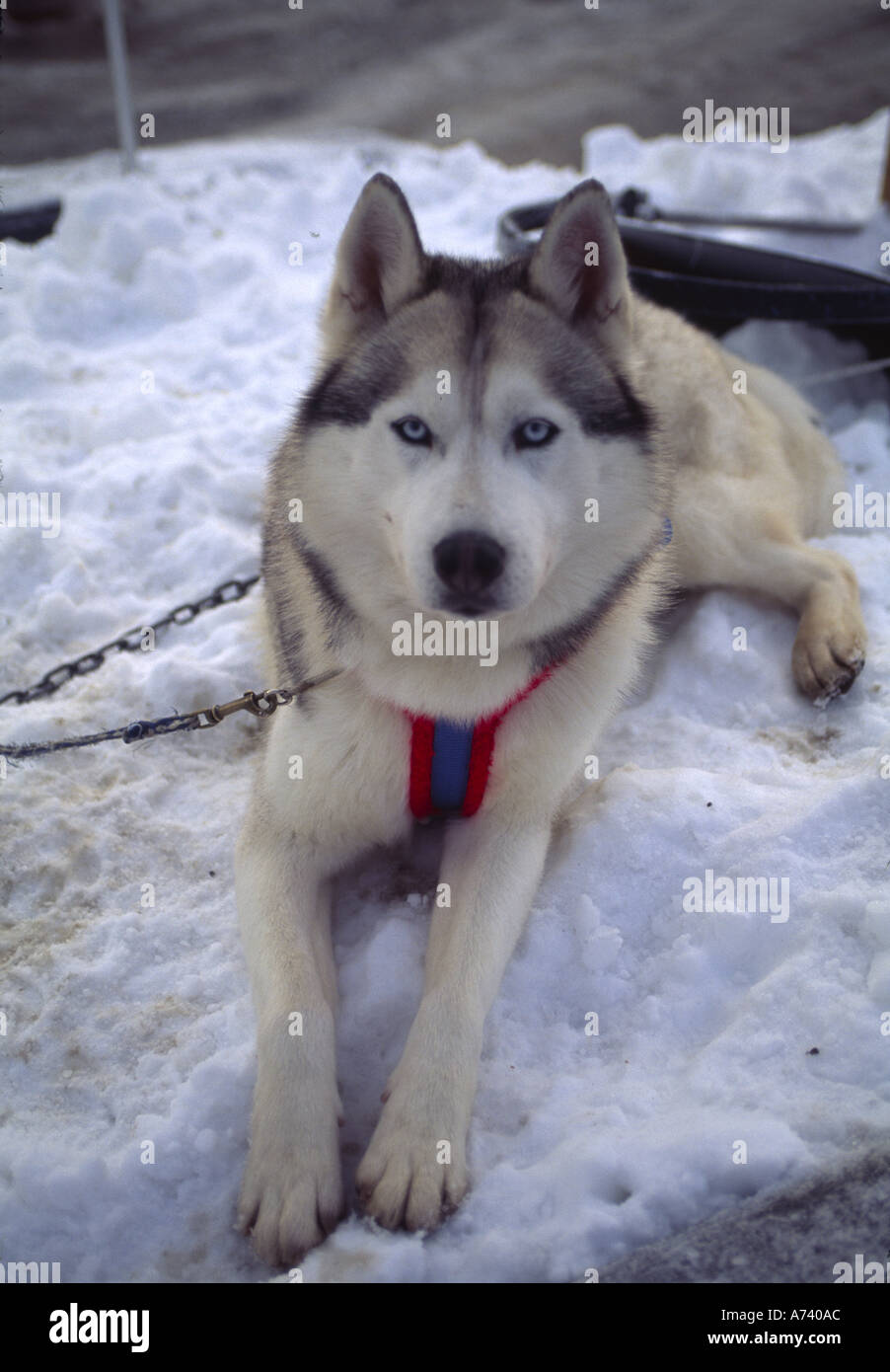Husky dog Alaska Stock Photo - Alamy