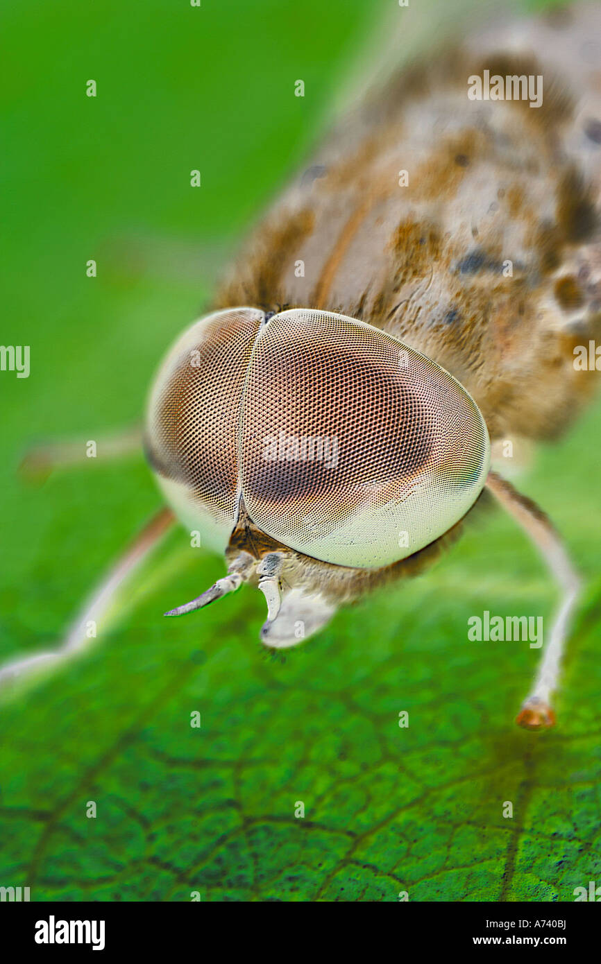 Electron Micrograph Style Image of the Compound Eyes of a Fly Stock ...