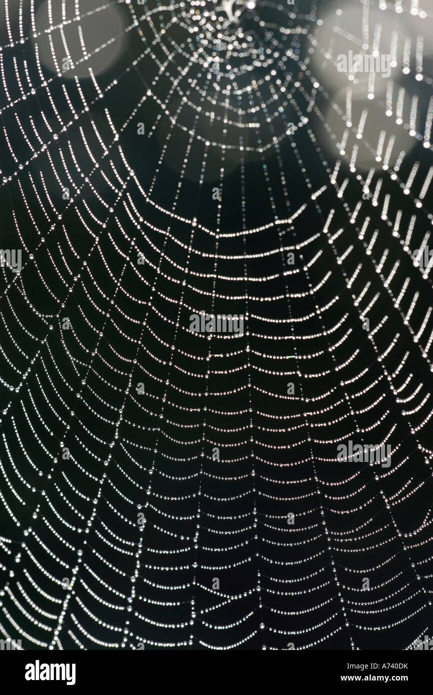 Closeup of Spider Cobweb Stock Photo - Alamy
