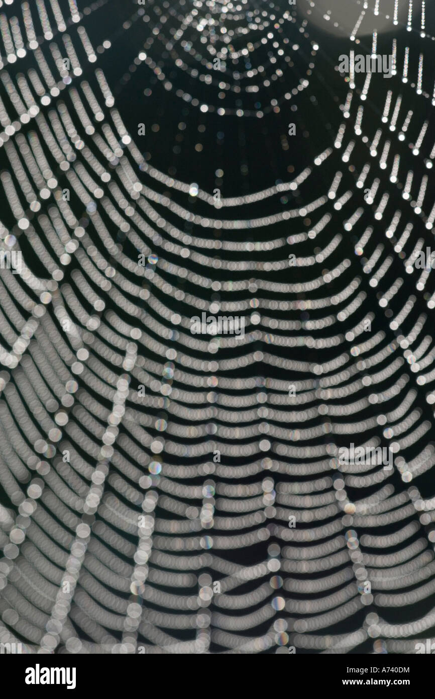 Closeup of Spider Cobweb Stock Photo - Alamy