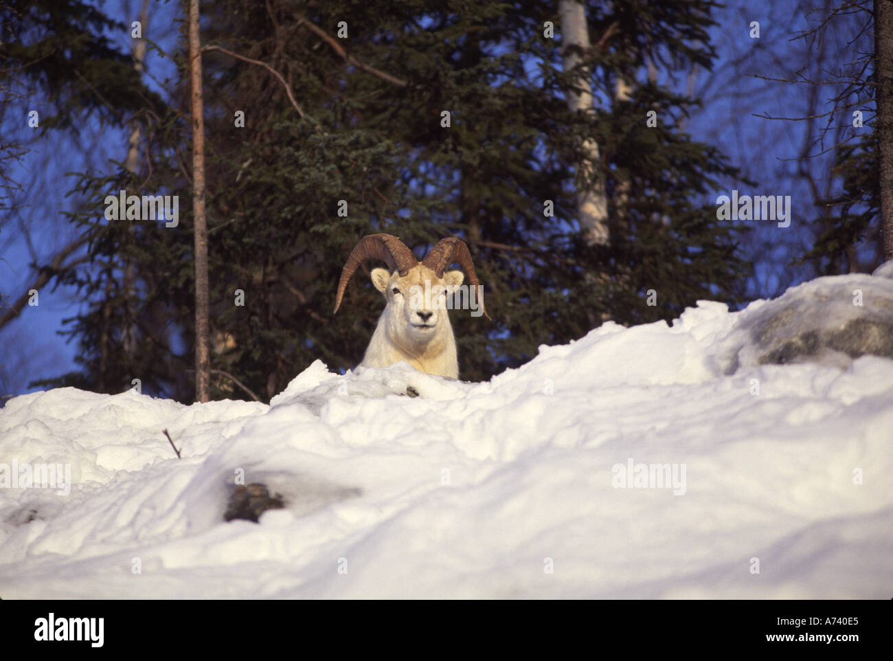 Dahl sheep hi-res stock photography and images - Alamy