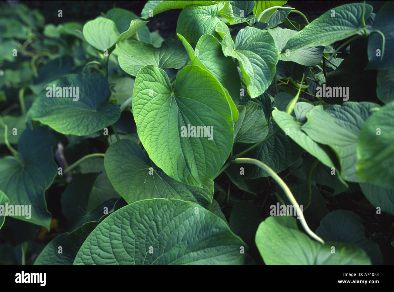 Awa plant used to make Kava Stock Photo - Alamy