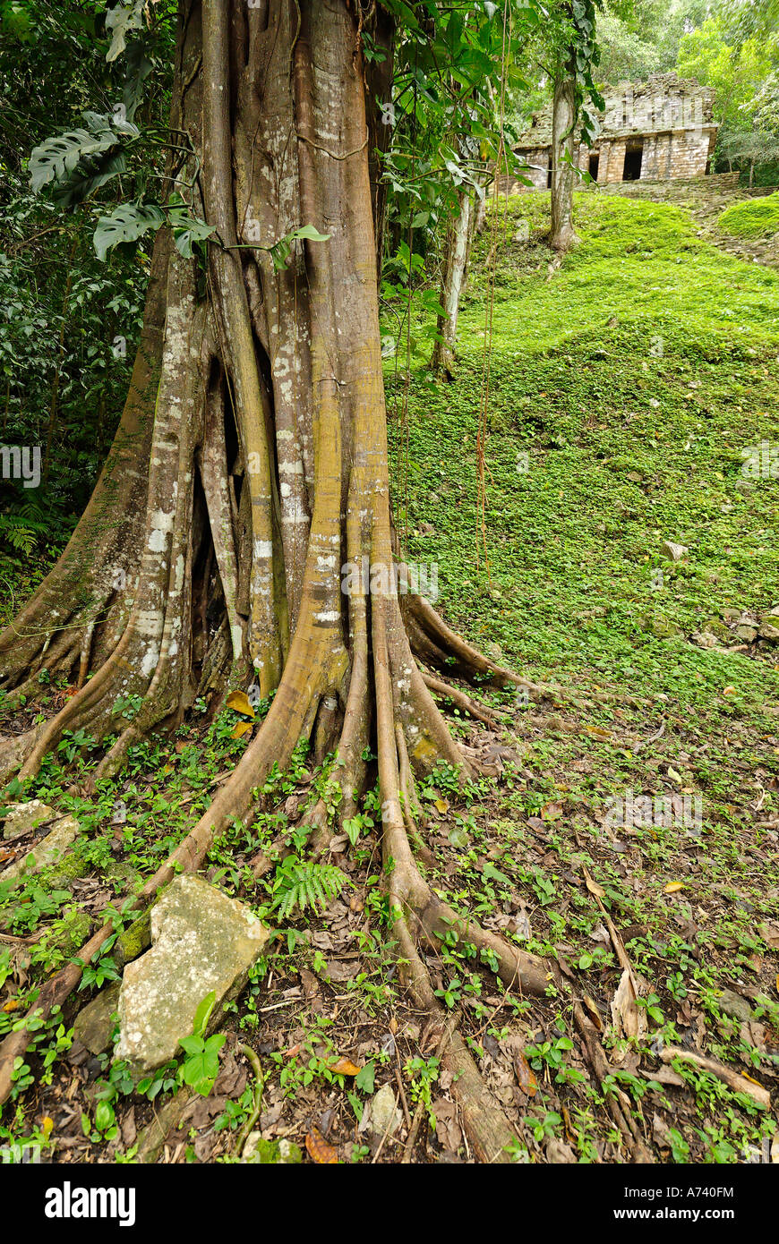 Maya site Yaxchilan Selva Lacandona Lakandonian Forest Chiapas Mexico ...