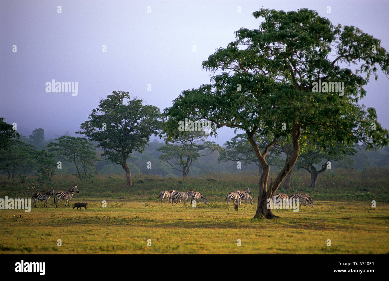 Zebra in arusha national park tanzania hi-res stock photography and ...