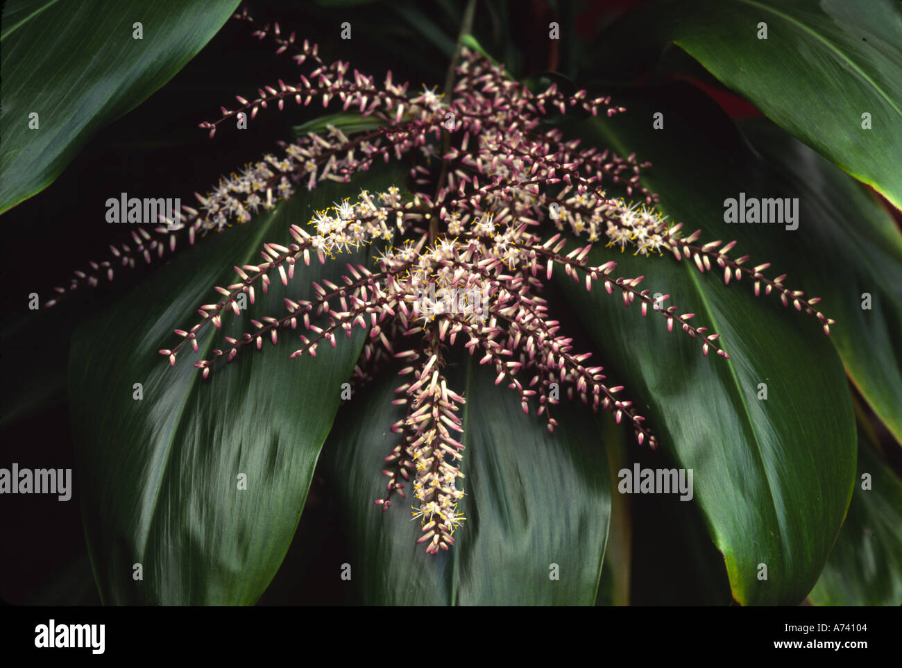 Ti plant in flower Stock Photo - Alamy