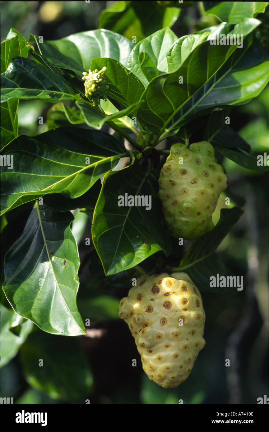 Douglas fruit hi-res stock photography and images - Alamy