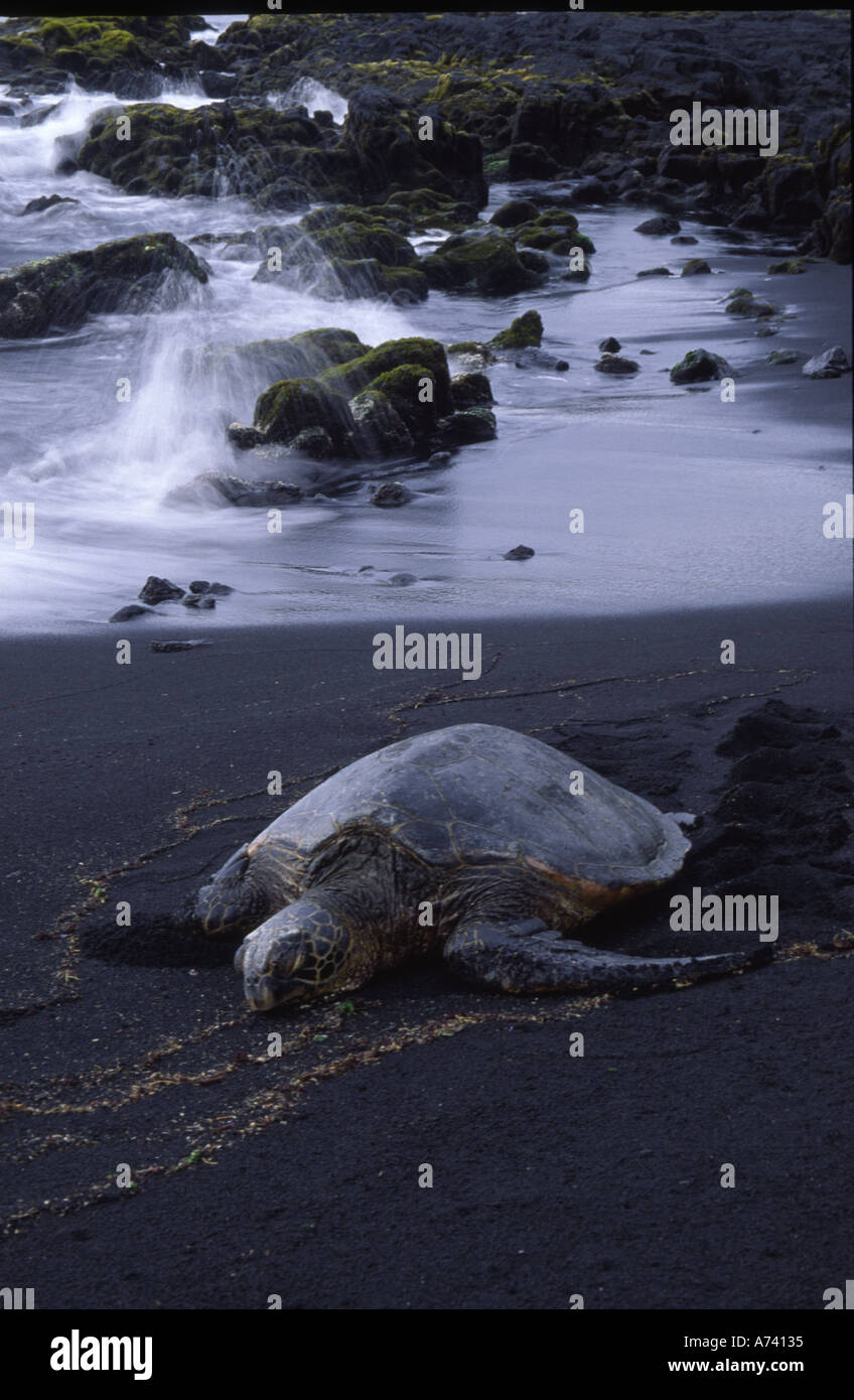 Hawksbill Turtle Black Sand Beach Hawaii Stock Photo - Alamy