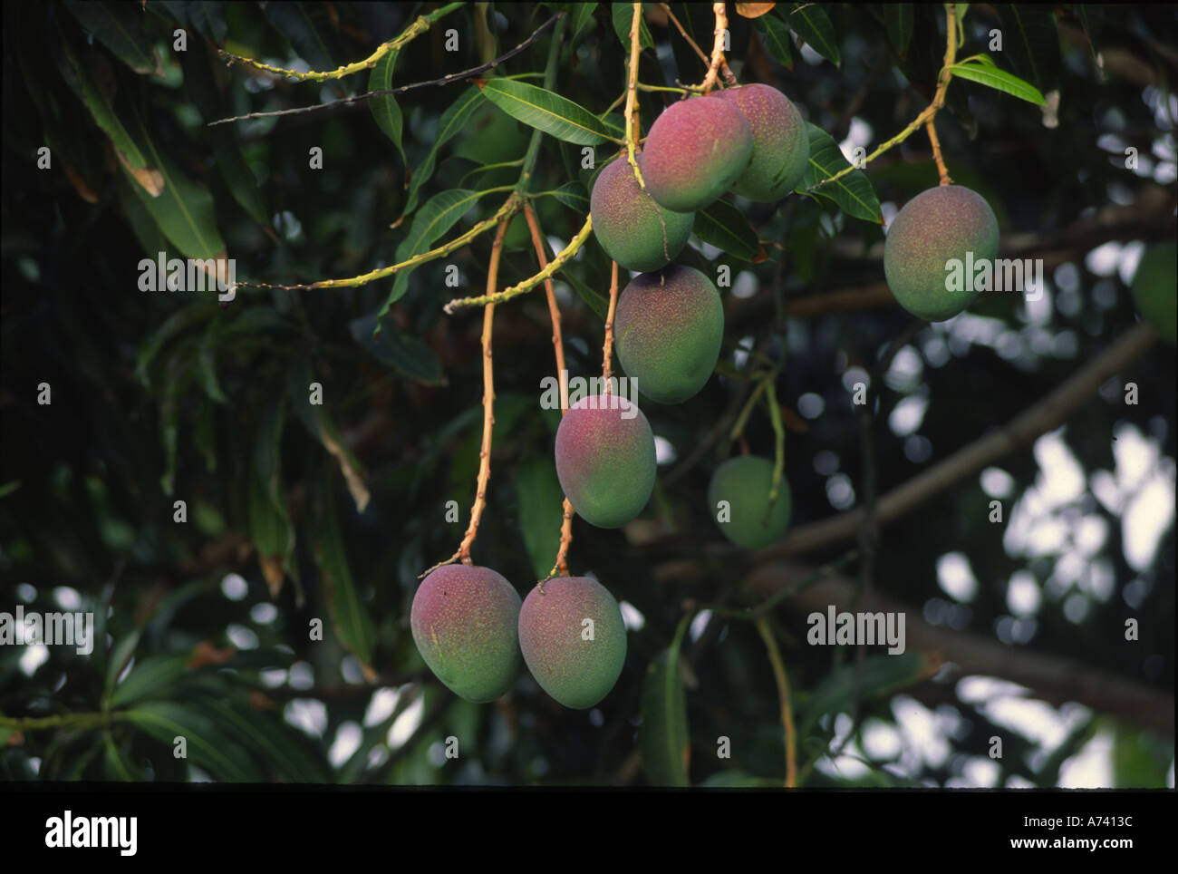 Mango tree Hawaii Stock Photo - Alamy