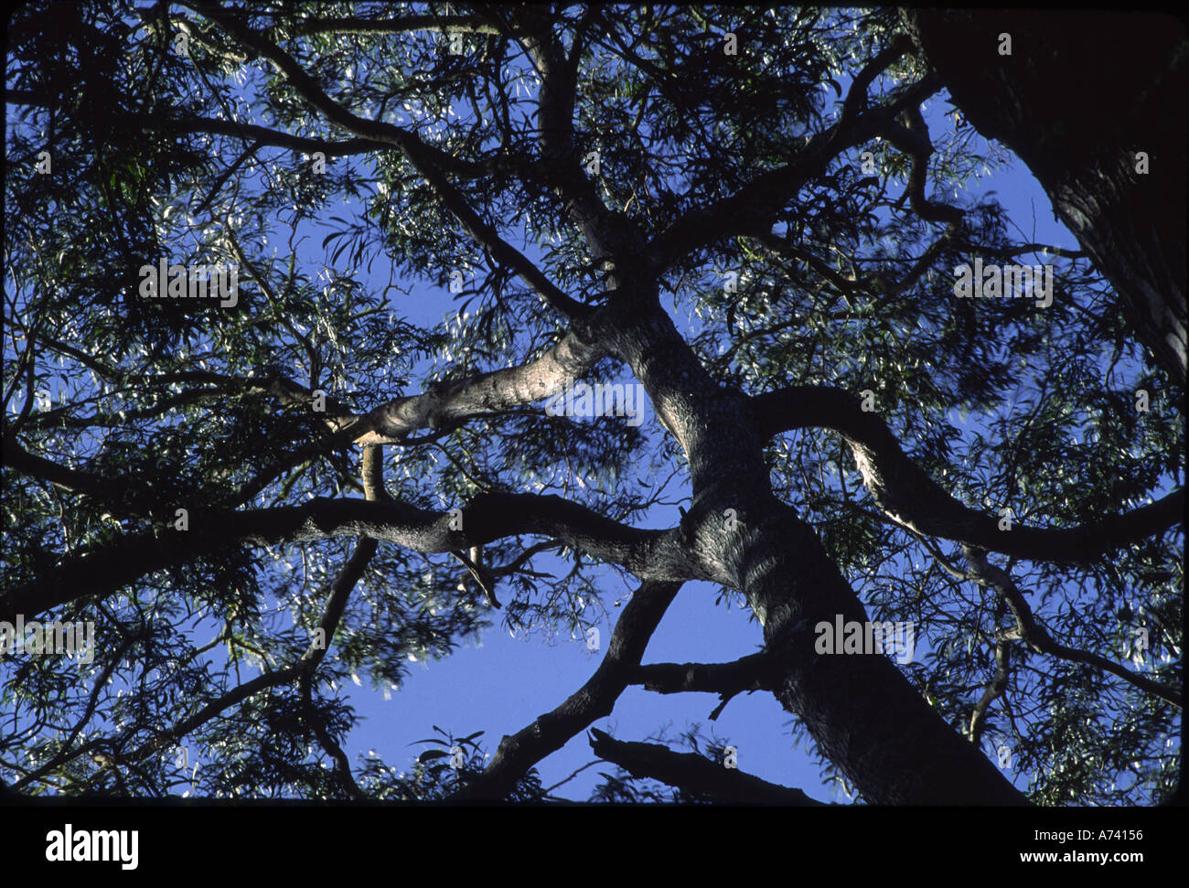 Koa trees hi-res stock photography and images - Alamy