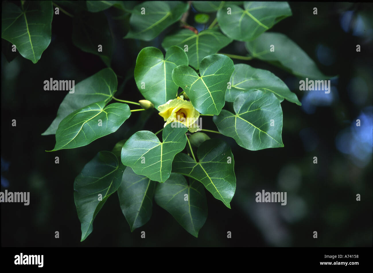 Milo tree flower hi-res stock photography and images - Alamy