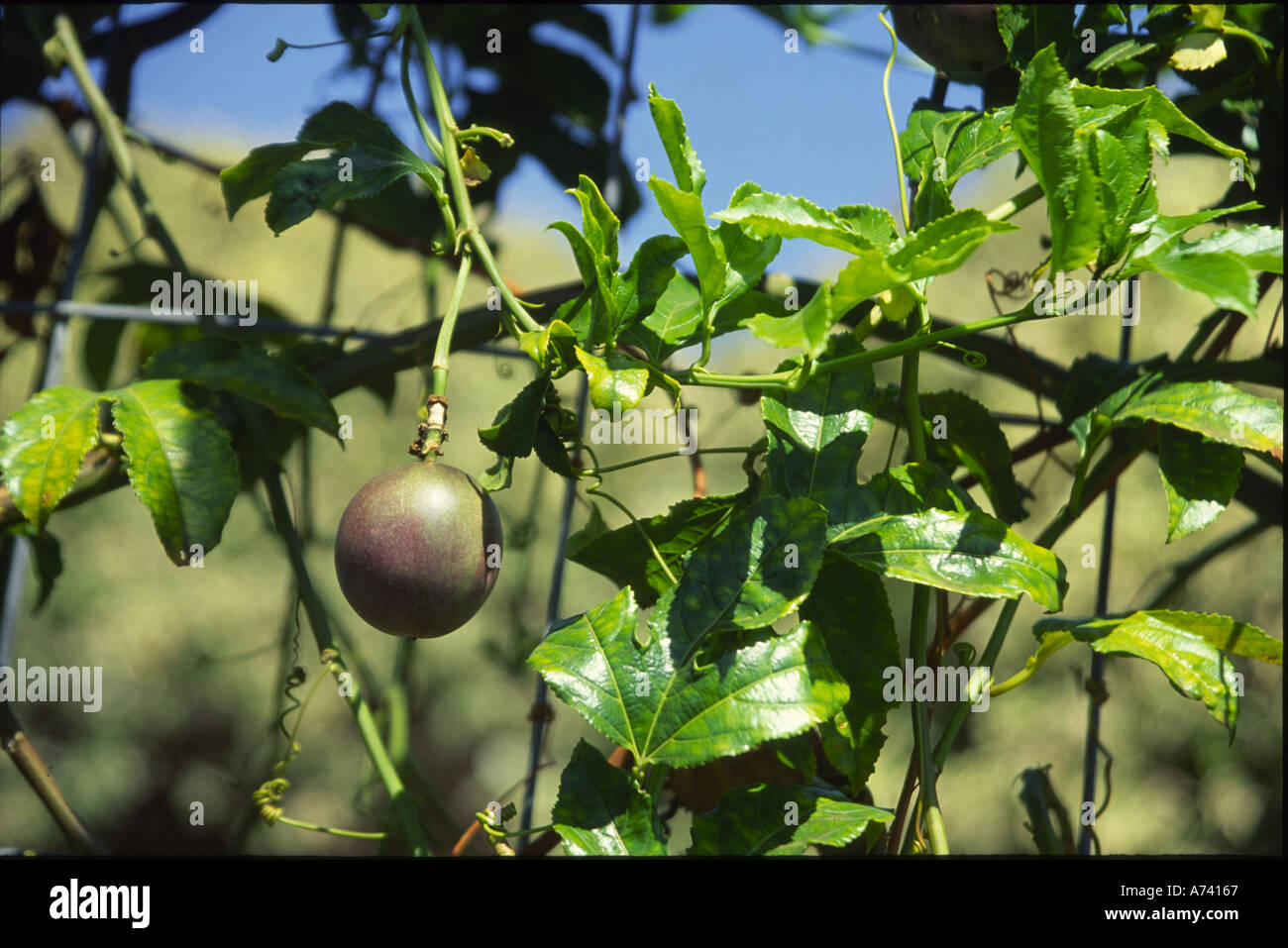 Lilikoi hi-res stock photography and images - Alamy