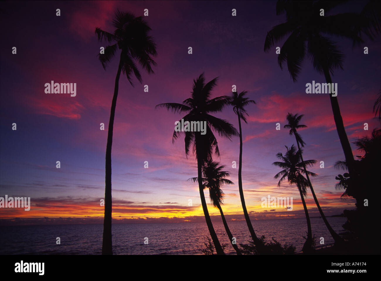 Tonga palm trees hi-res stock photography and images - Alamy