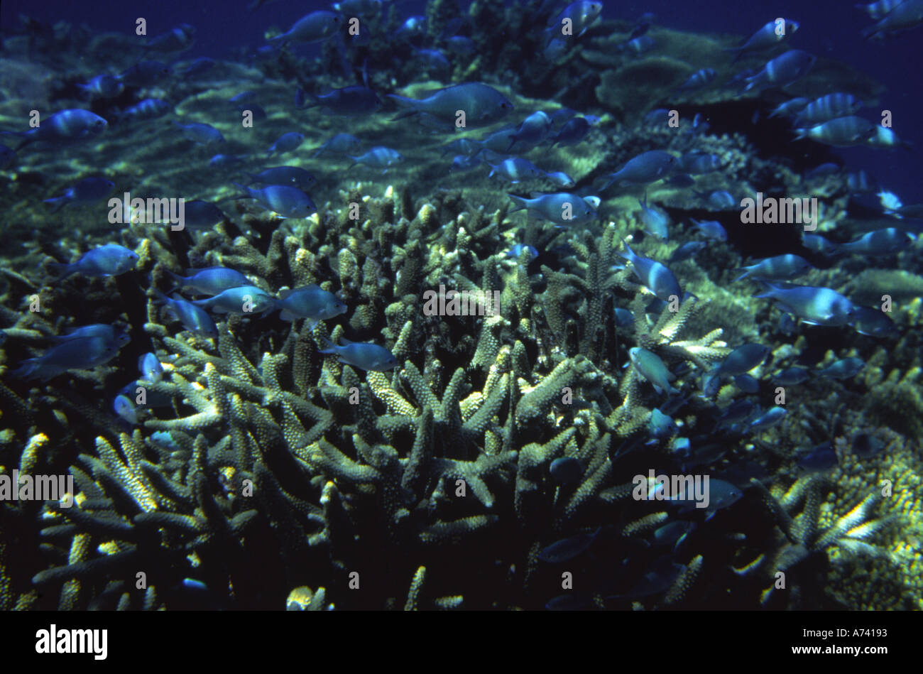 Palau Fish Id