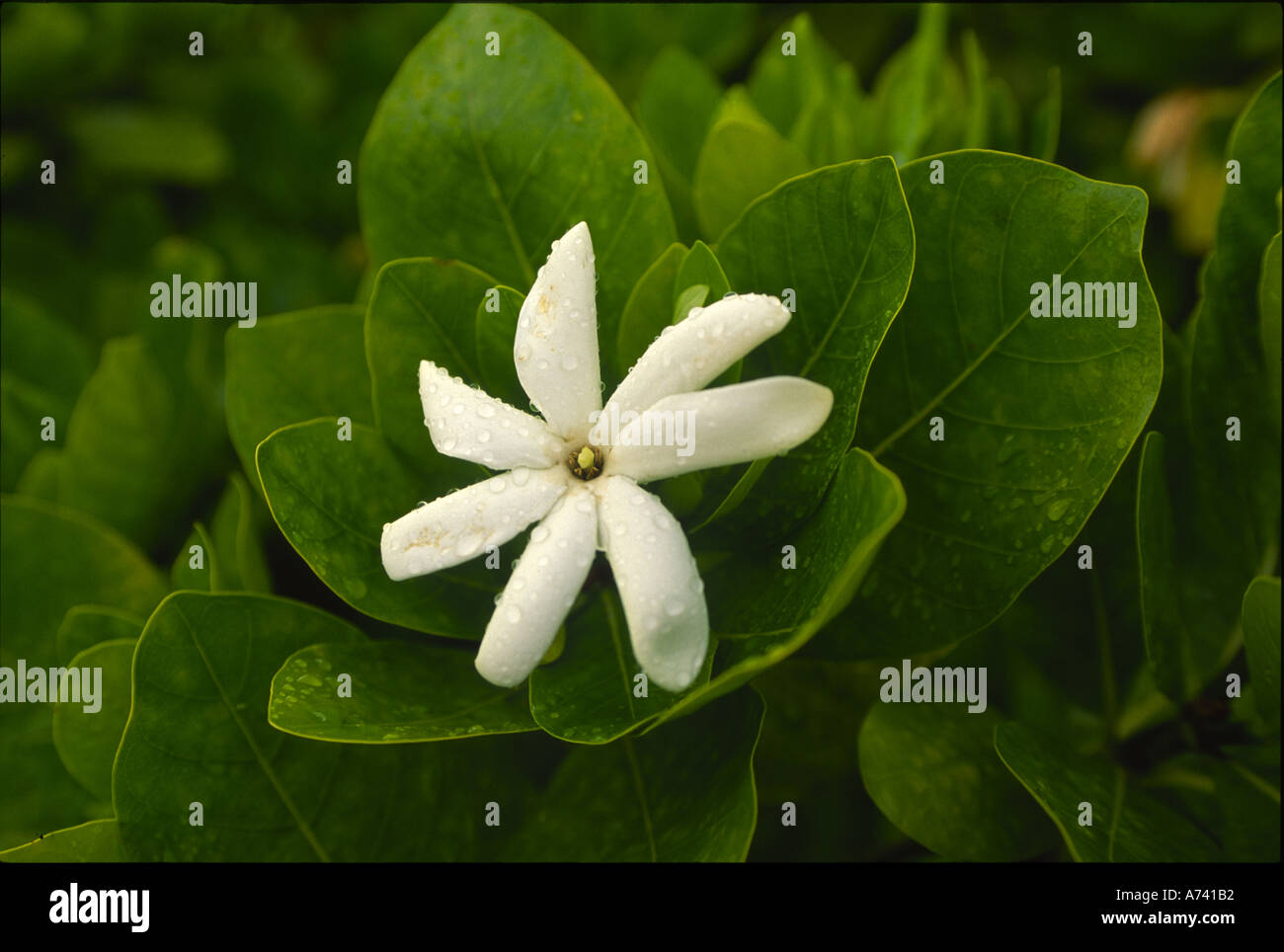 Tiare flower hi-res stock photography and images - Alamy