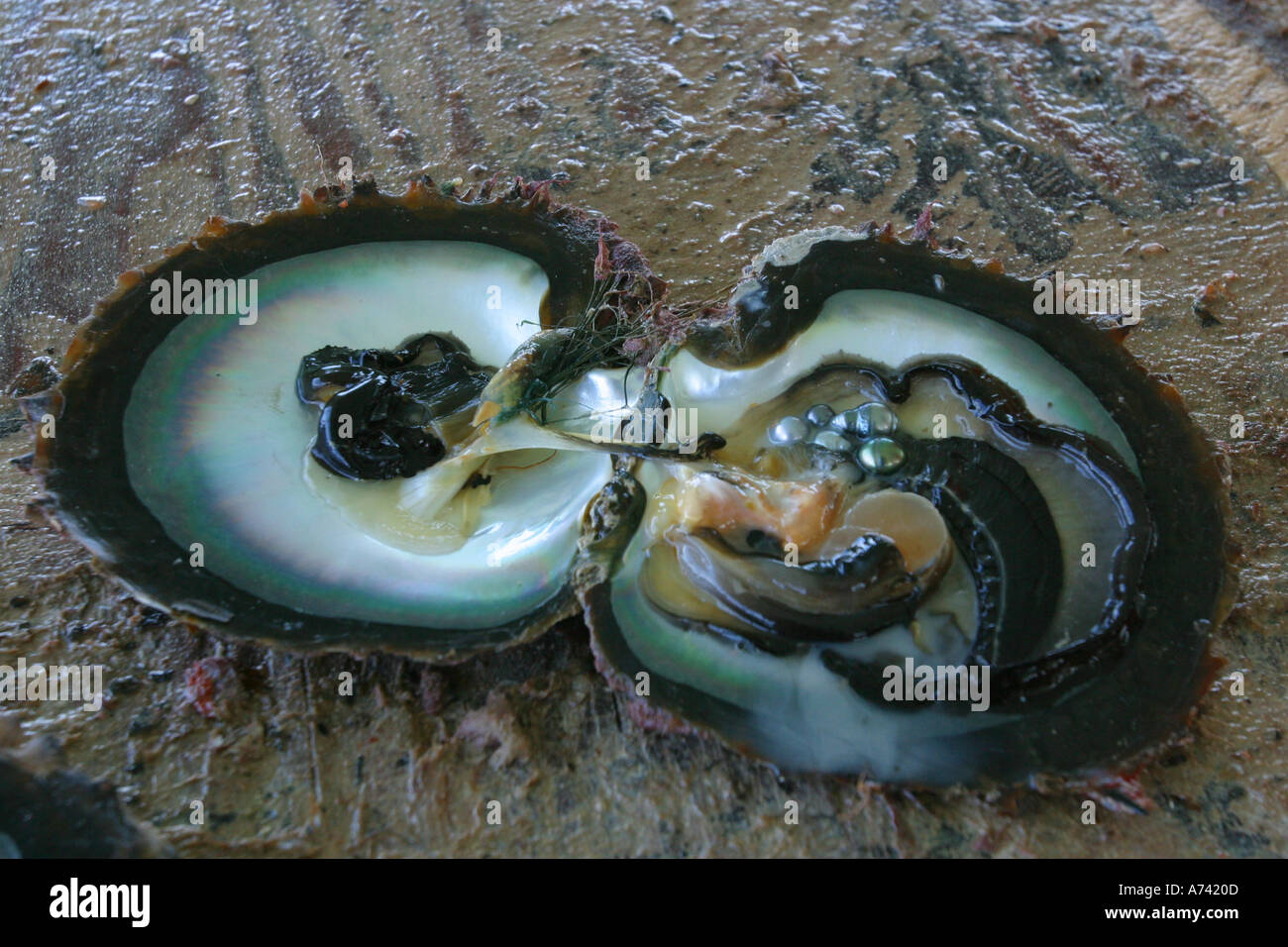 Black Pearl sales Mataiva Tuamotus French Polynesia Stock Photo - Alamy