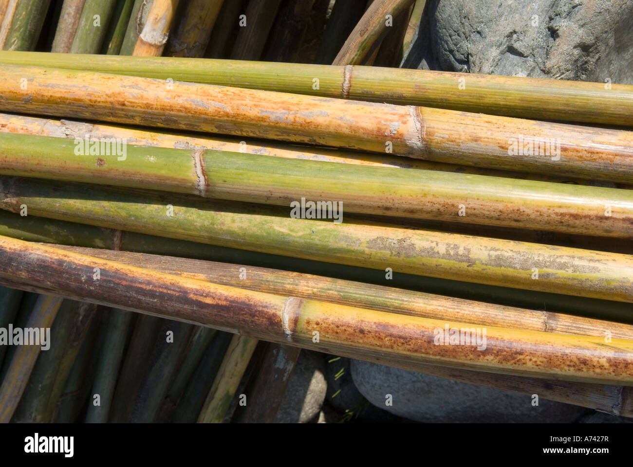 fresh rattan or rotang rods Kachin State Myanmar Stock Photo - Alamy