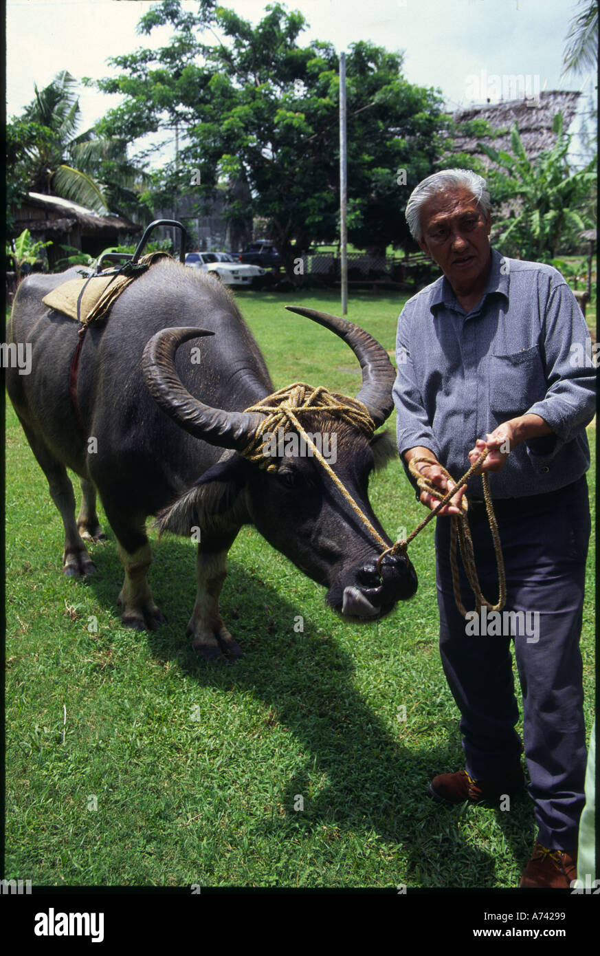 Man with Water buffalo Guam Stock Photo - Alamy