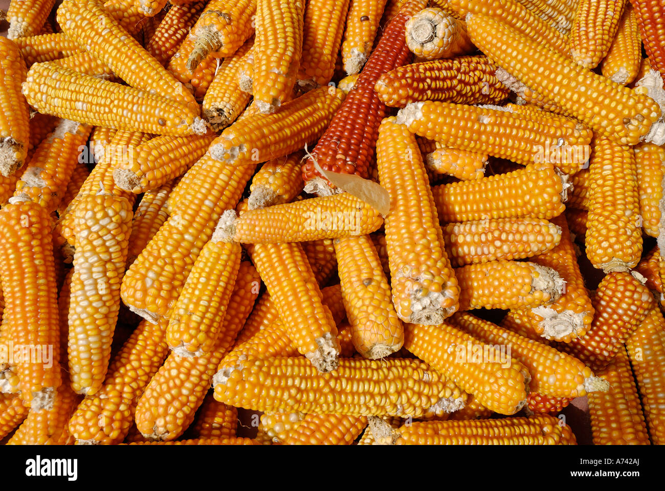 heap of corn cobs Chiapas Mexico Stock Photo - Alamy