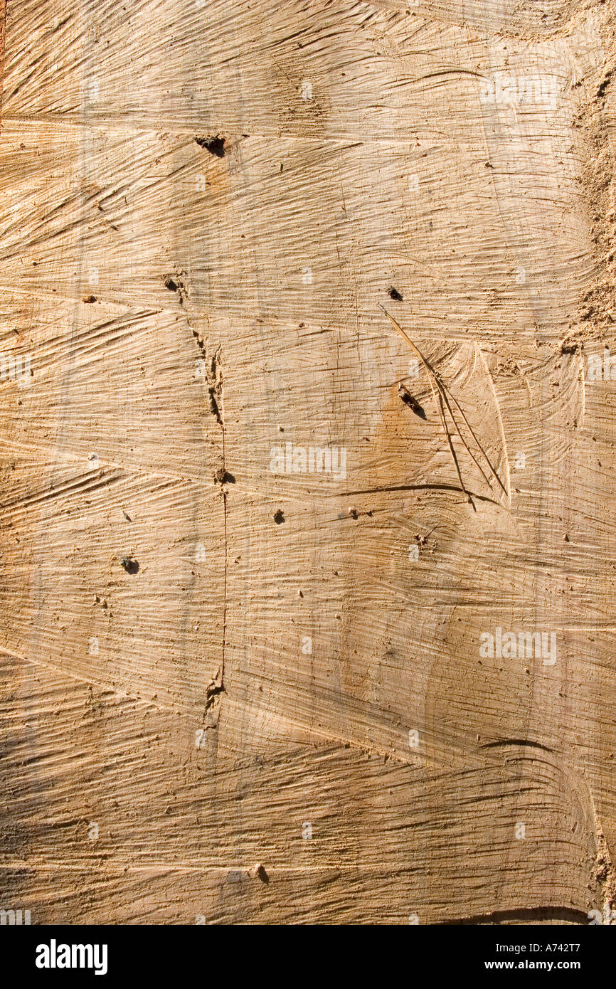 Detail of a wood section Stock Photo - Alamy