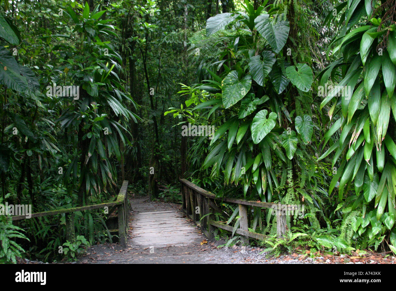 A rain forest path on Dominica in the Windward Islands Stock Photo - Alamy