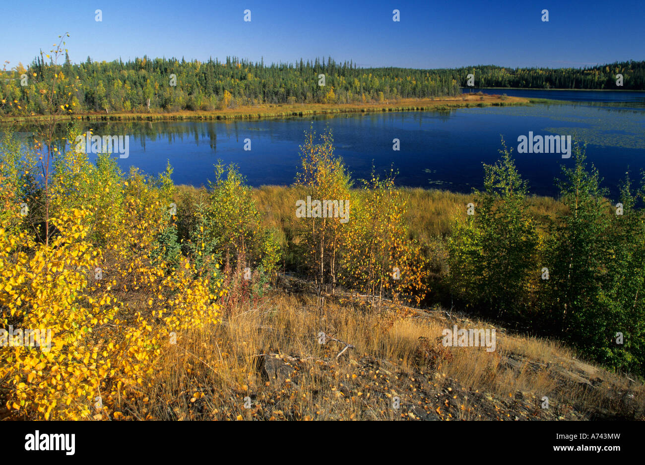 fall at Cameron River Ingraham Trail near Yellowknife Northwest ...