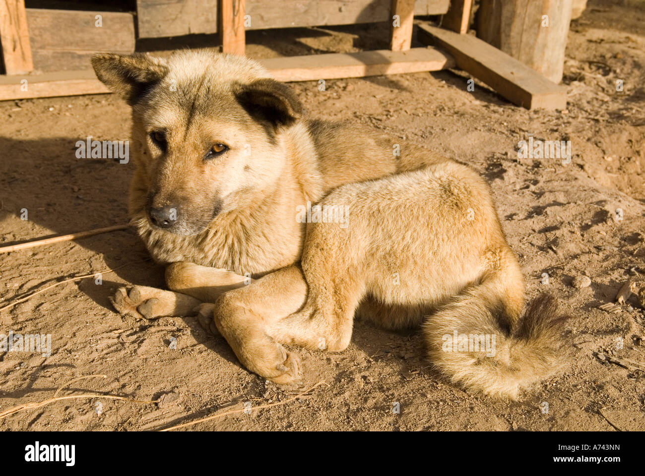 dog on dusty floor Kachin State Myanmar Stock Photo - Alamy