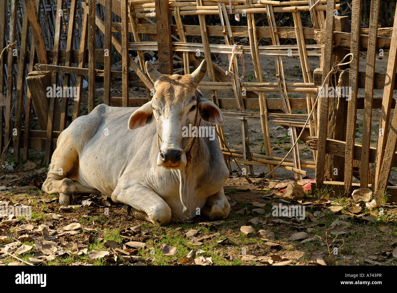 zebu cattle or brahman cattle Myanmar Stock Photo - Alamy