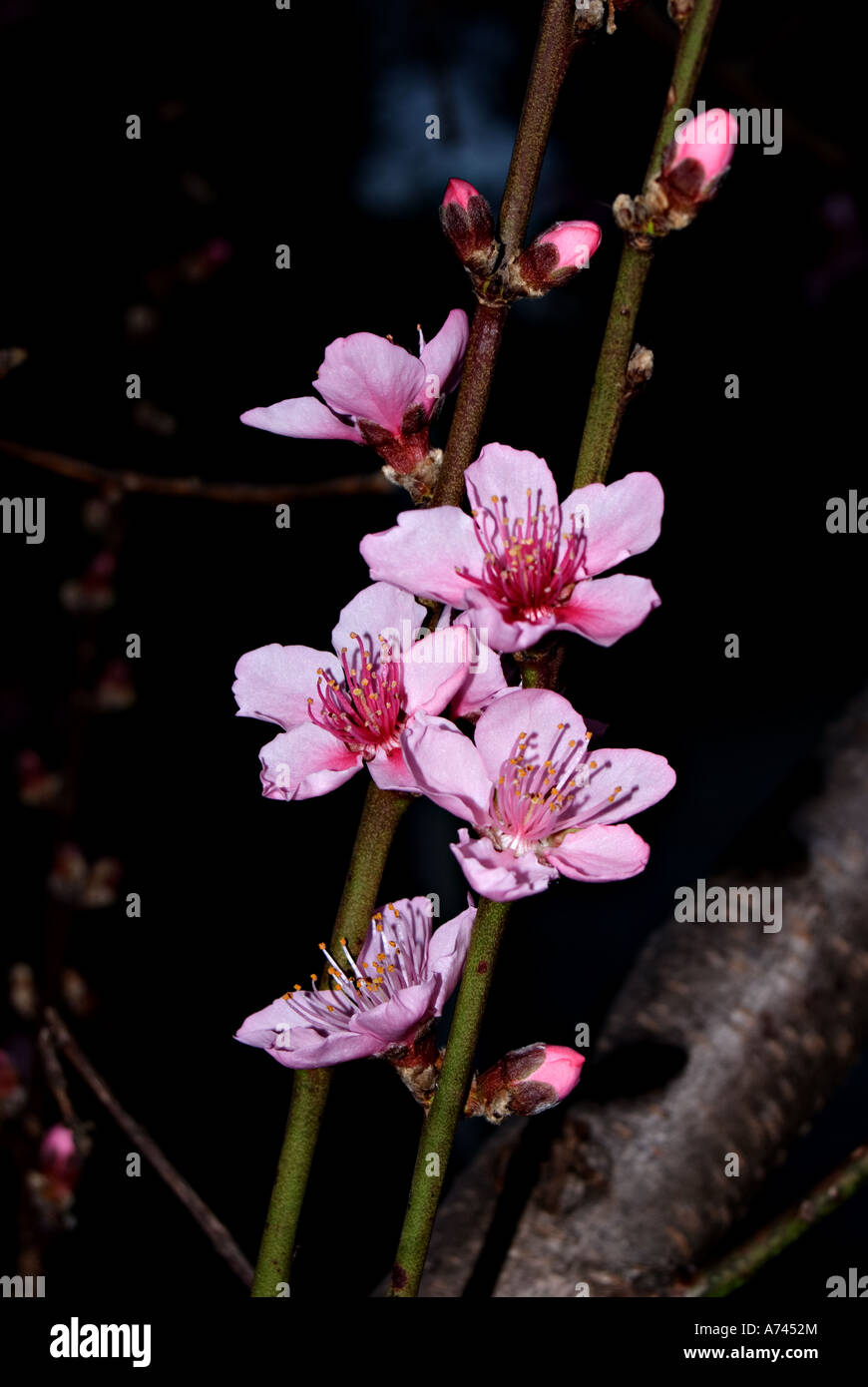African peach tree hi-res stock photography and images - Alamy