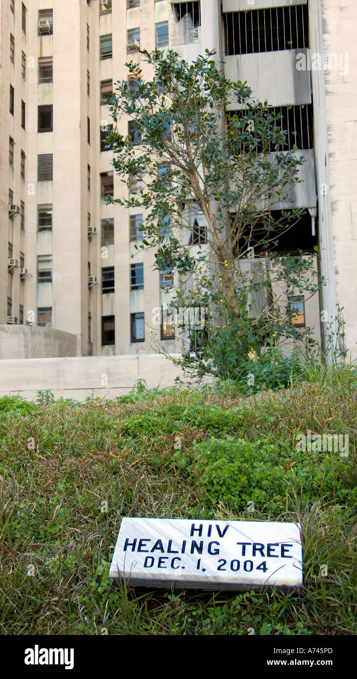 HIV Healing Tree at Charity Hospital Stock Photo - Alamy